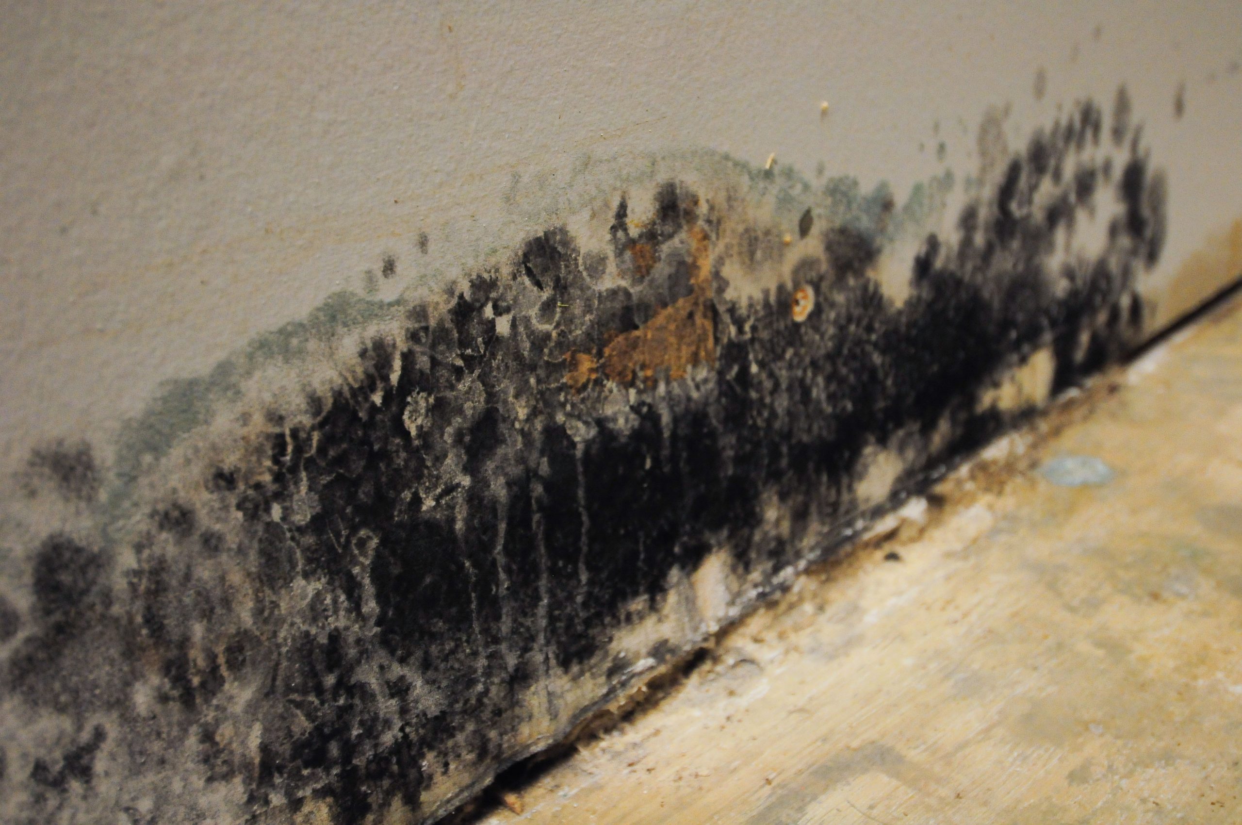 Savannah Mold Remediaton | ServiceMaster of Savannah, GA